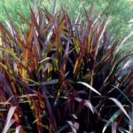 Capim Tifton 85: Sua história e a evolução | Viver Grass Forragens