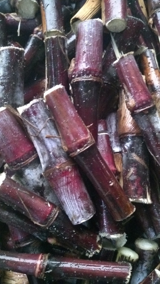 Capim Elefante Roxo: Sua história e evolução | Blog Viver Grass