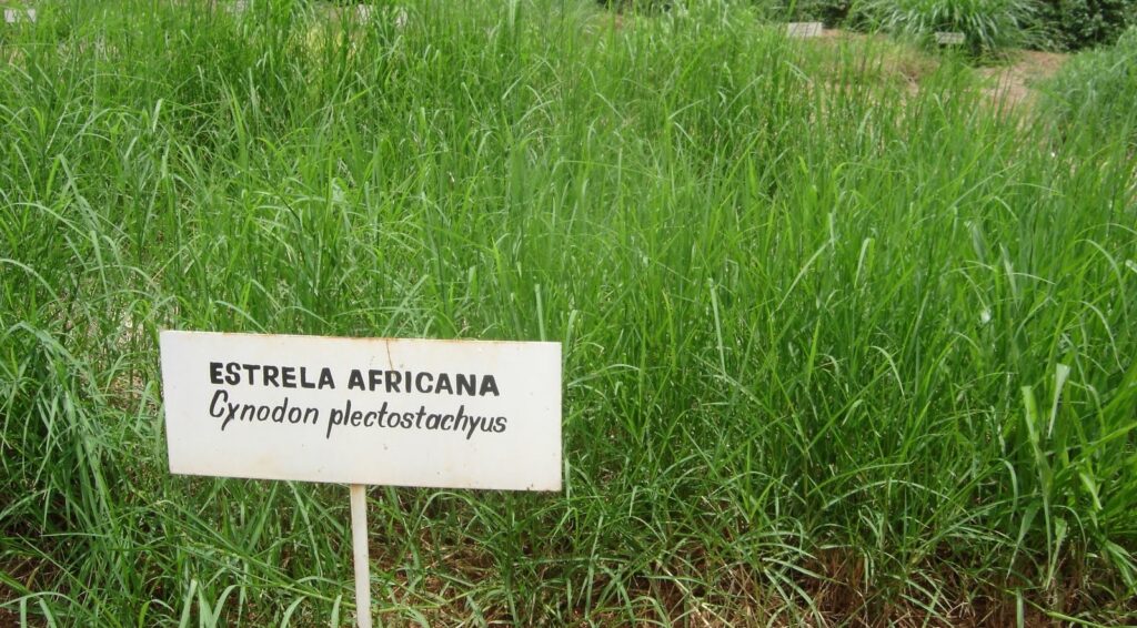 Estrela Africana - História e evolução | Blog Viver Grass
